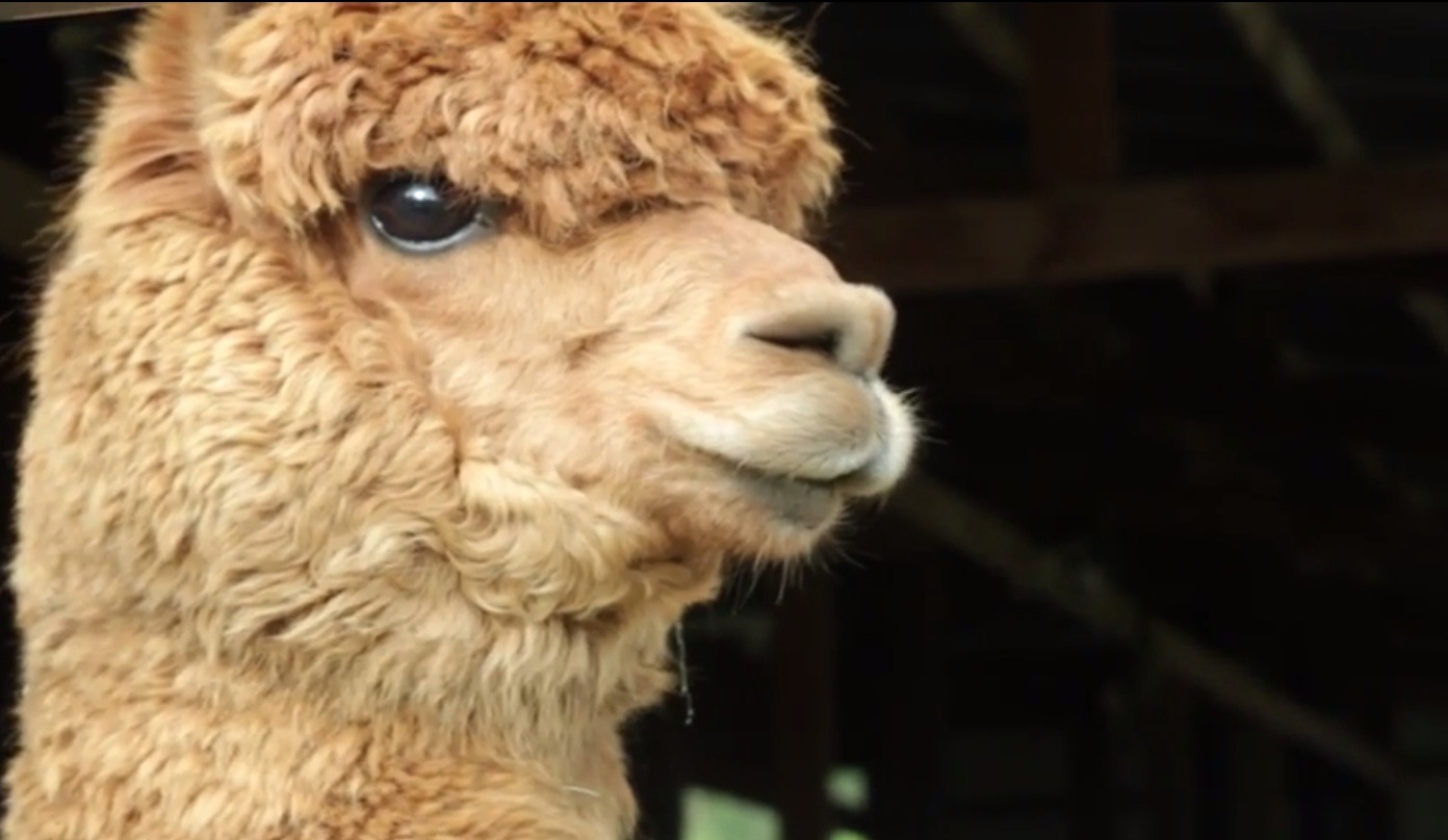 Video Spotlight: White Oak Alpacas - Vancouver Business Journal